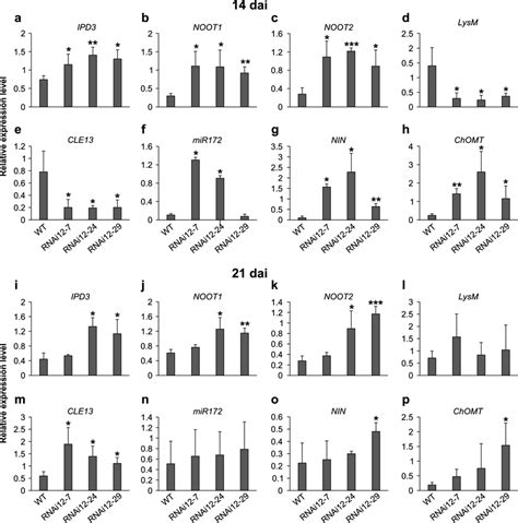 Transcript Analysis Of Nodulation Related Genes In Spl12 Rnai