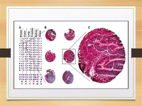 Functional Genomics Ppt