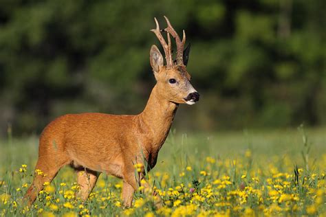 Cerfs chevreuil sangliers comment déterminer leur âge Chassons