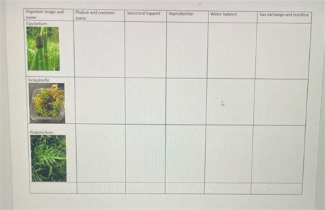 Solved Bank For Phyla Lycophyta Pterophyta Psilophyta
