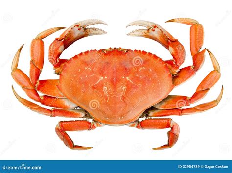 Isolated Whole Dungeness Crab Stock Image Image 33954739
