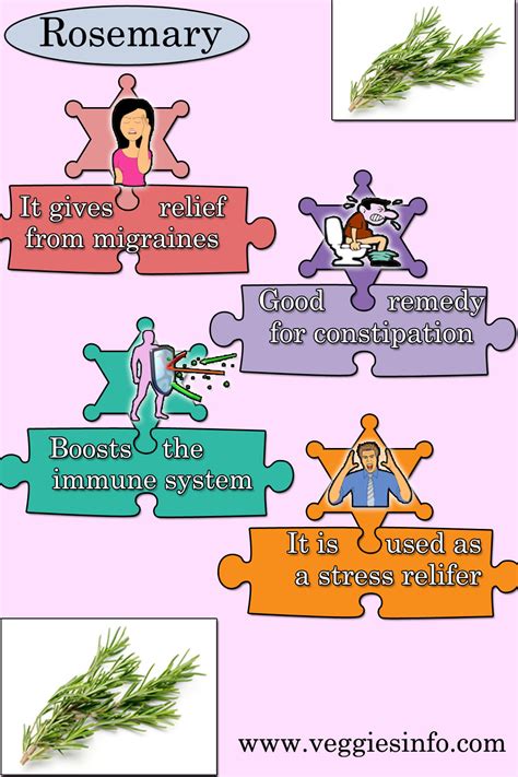 Rosemary Interesting Benefits And Uses Veggies Info