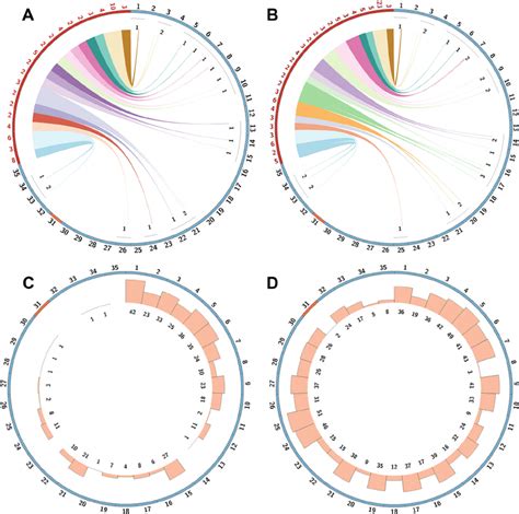 gene copy number variations in l v peruviana mapping of expanded