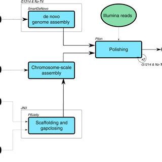 General Description Of The Assembly Workflow Amelioration Of The Download Scientific Diagram
