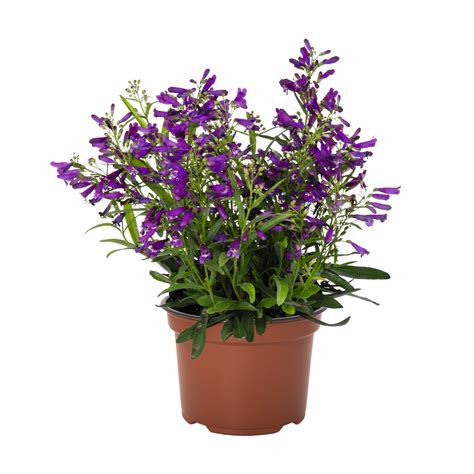 Pristine® Nightshade Products Dümmen Orange