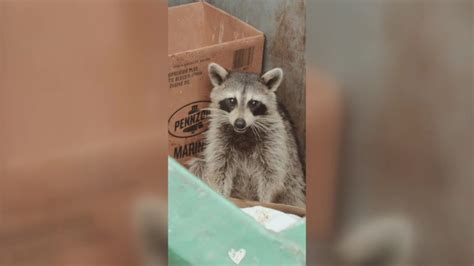 ‘its A Disgrace Animal Advocates Want Stiff Sentence For Father