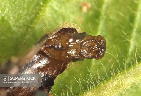 Pupal Parasite Of A Butterfly Cocoon Superstock