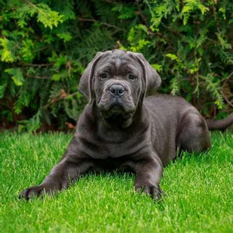 Fotos Fotos Cane Corso Cane Corso Bible And The Cane Corso Your