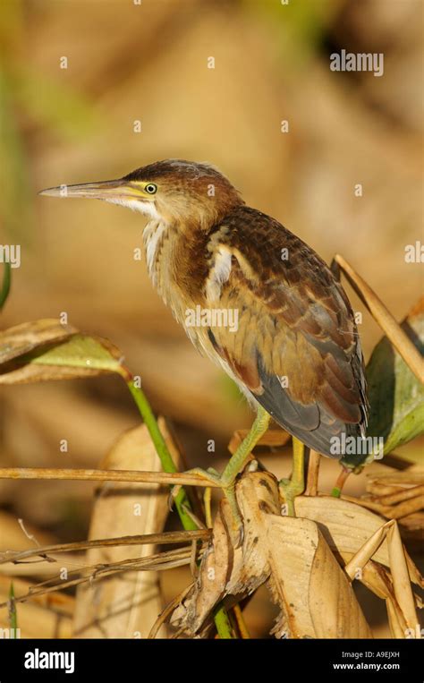 Least Bittern Ixobrychus Exilis Juvenile Wakodahatchee Wetlands Delray Beach Florida Usa Stock
