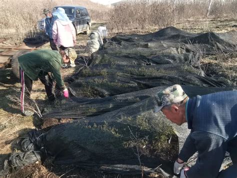加格达奇林业局河口林场退化林修复完成植苗1260亩 Isenlincn 加格达奇林业局河口林场退化林修复完成植苗1260亩 Isenlincn