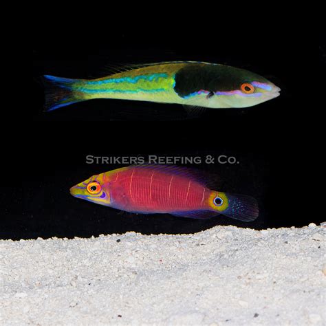 Royal Blue Pencil Mystery Wrasse Combo Ycc2 Wysiwyg Strikers