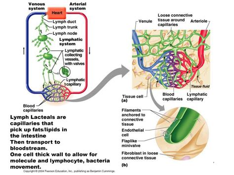 The Lymphatic And Immune Systems Ppt Download