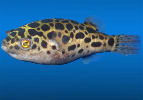 Kugelfische Zierfische Fische Garnelen Schnecken Süßwasser Aquaristik aquaPro