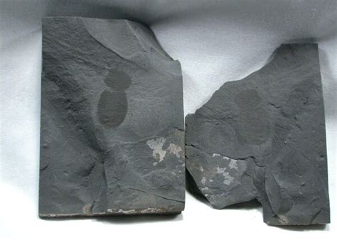 Sponge Fossil Crumillospongia