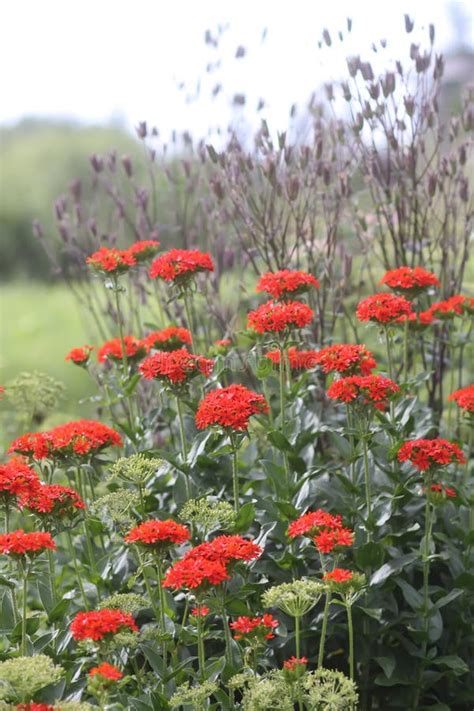 Red Lychnis Chalcedonica Plants In A Flowering Season In The Garden
