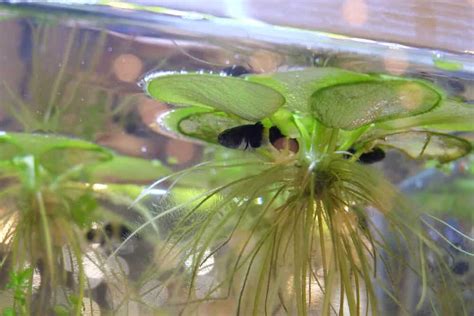 Floating Plants For Freshwater Aquarium Aquariumia