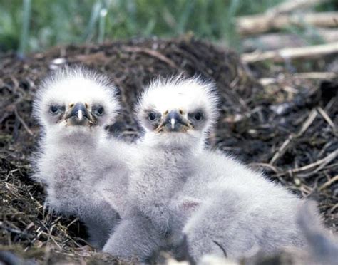 Black Midi Reference R Bmbmbm