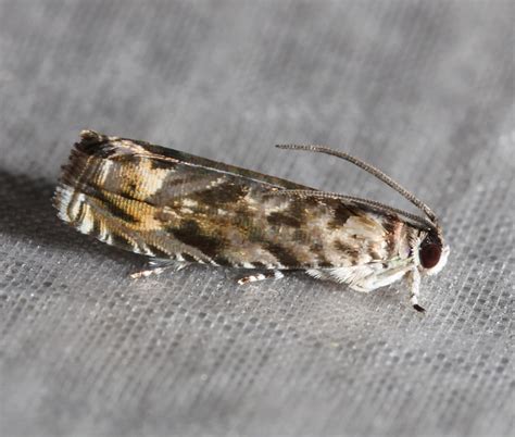 Cydia Leucostoma From Tsing Yi Hong Kong On October 24 2023 At 0715