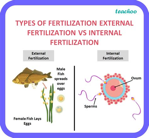 What Is Fertilization