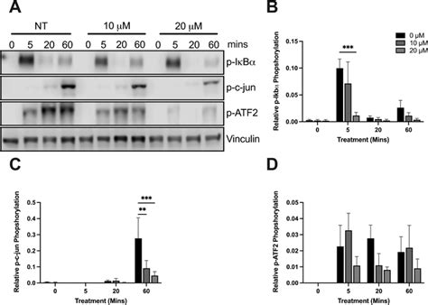 Gsk3 Regulates The Activation Of Nfκb And Ap‐1 Transcription Factors