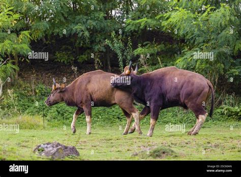 A Male And A Female Gaur Bos Gaurus Gaurus Checks The Readiness Of A
