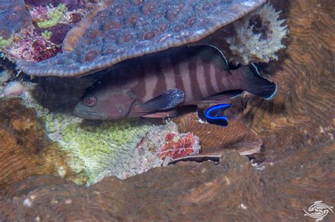 Chocolate Grouper Facts And Photographs Seaunseen