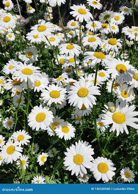Daisies And Chamomile At George Ochoa Blog