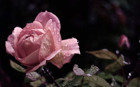Fondos de pantalla Primer plano de rosa rosa gotas de agua pétalos