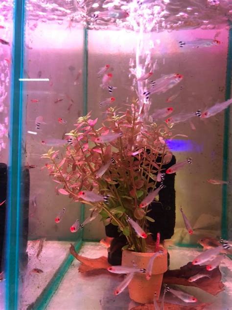 ปลาเล็กๆ เลี้ยงรวมกันได้ ตัวละ 10 บาทจ้า 📌 ห้างฟิวเจอร์พาร์ครังสิต ชั้น B ใต้ดิน ทางออกประตูb2