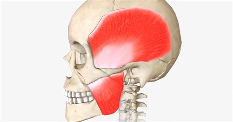 There Are Four Muscles Of Mastication Masseter Temporalis Medial Pterygoid And Lateral Pterygoid
