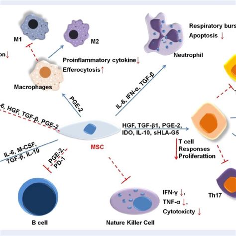 The Cells Of The Innate And Adaptive Immune Systems Are Affected Under