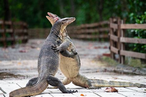 Rival Monitor Lizards Wrestling And Fighting Singapore Full Fight 4k