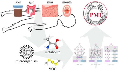 Multimodal Approaches Based On Microbial Data For Accurate Postmortem Interval Estimation