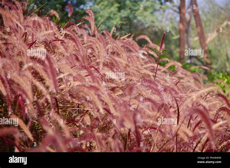 A Beautiful Background Of Reddish Grass Mixed With Some Green Stock