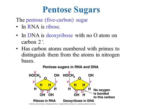 Pentose Sugar Structure
