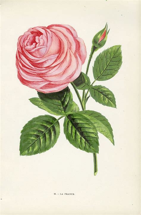 Jamain Rose Prints 1873 Rose Illustration Vintage Botanical Prints