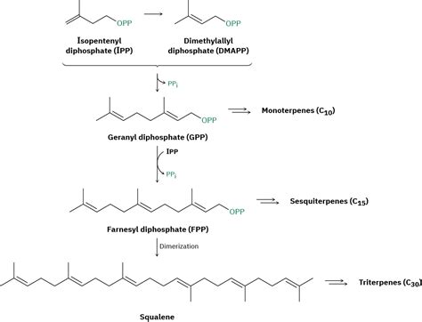 275 Terpenoids Chemistry Libretexts