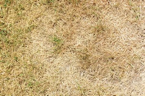 Dormant Grass Vs Dead Grass Whats The Difference