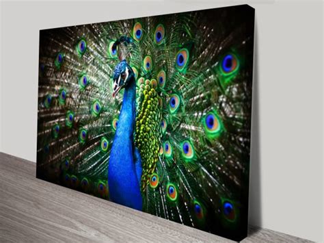 Amazing Peacock Framed Wall Art Docklands Melbourne Australia