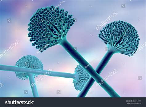 Fungi Aspergillus Niger On Colorful Background Stock Illustration