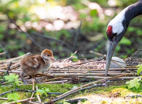 Red Crowned Cranes Red Crowned Crane