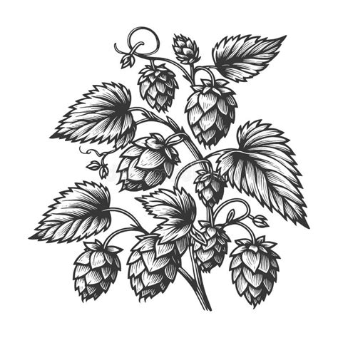Vintage Hops Illustration Brewing Sketch Vector Stock Vector