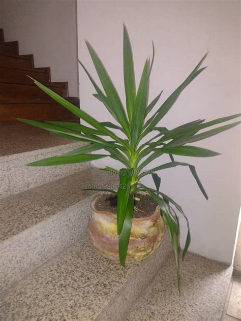 Стайно растение юка Цветя декоративни растения София Продавам голямо красиво стайно р