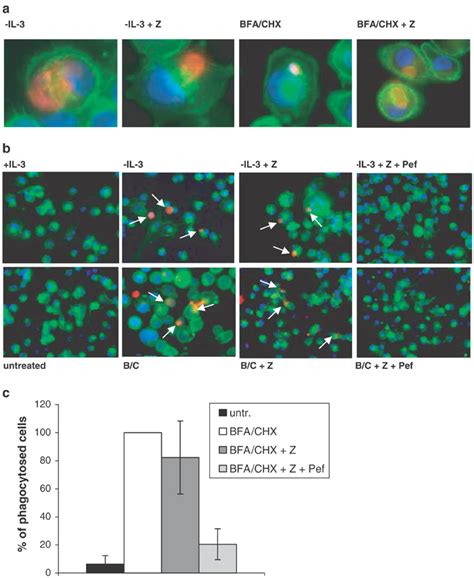 Caspase Independent Phagocytosis Diminished By Serine Protease