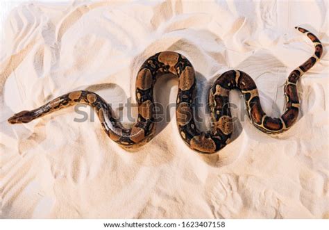 Sand Python Images Stock Photos D Objects Vectors Shutterstock