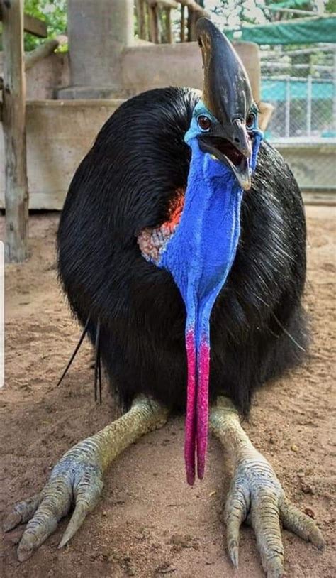 පරිණාමික දිනපොත Diary Of Evolution
