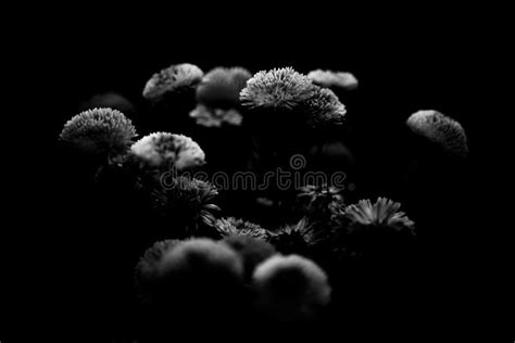 Arte Floral En Blanco Y Negro Imagen De Archivo Imagen De Negro