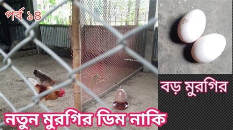 ১৮ নতুন মুরগি ডিম দিলো নাকি পুরাতন Youtube