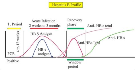 Hepatitis B Virus Part 4 Anti HBS Antibody ELISA HBV Labpedia Net