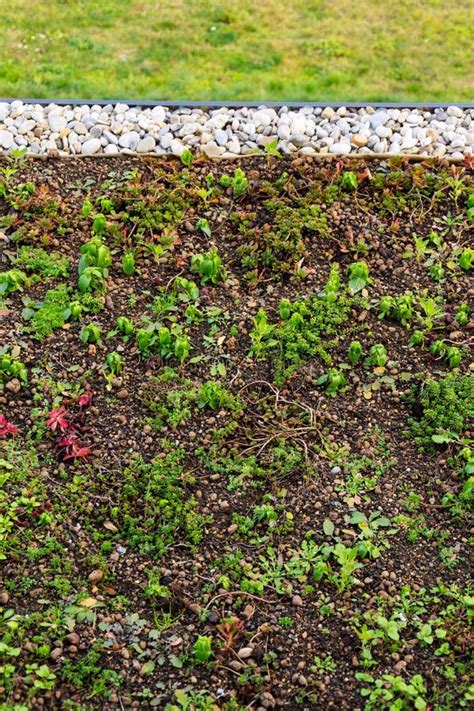 Detail Of Stones On Extensive Green Living Roof Vegetation Covered